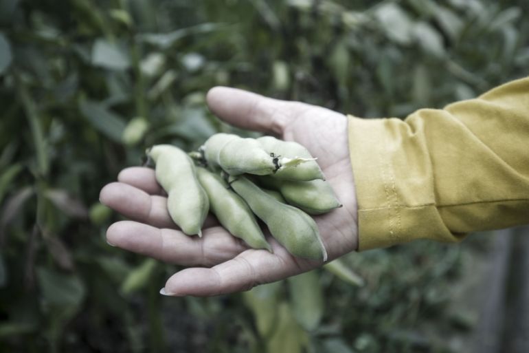 Plant protein: Processing giant looks to fava beans | Science and ...